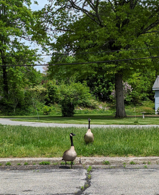 Marge & Henry Geese (flash fiction)